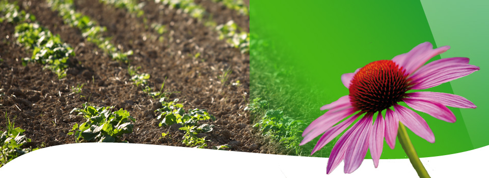 A.Vogel Natural and Herbal Remedies | Official website